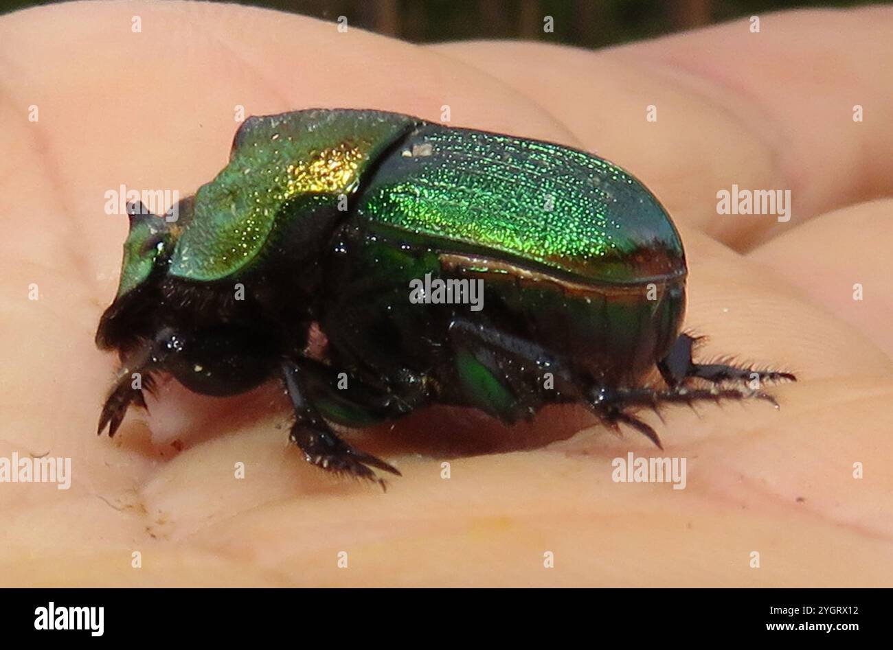 Rainbow Scarab (Phanaeus vindex Stock Photo - Alamy