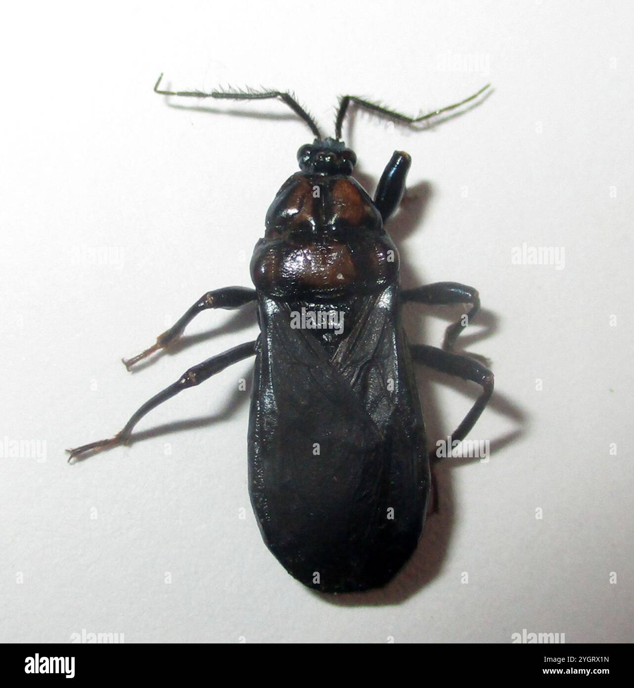 Millipede Assassin Bugs (Ectrichodiinae Stock Photo - Alamy