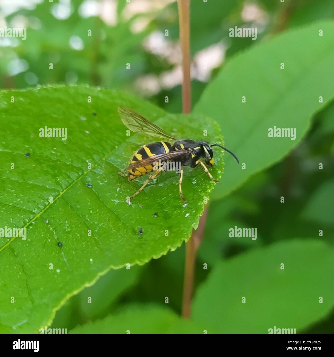 Common European Yellowjacket (Vespula vulgaris Stock Photo - Alamy