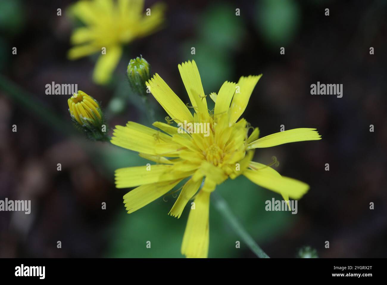 Wall hawkweed (Hieracium murorum Stock Photo - Alamy