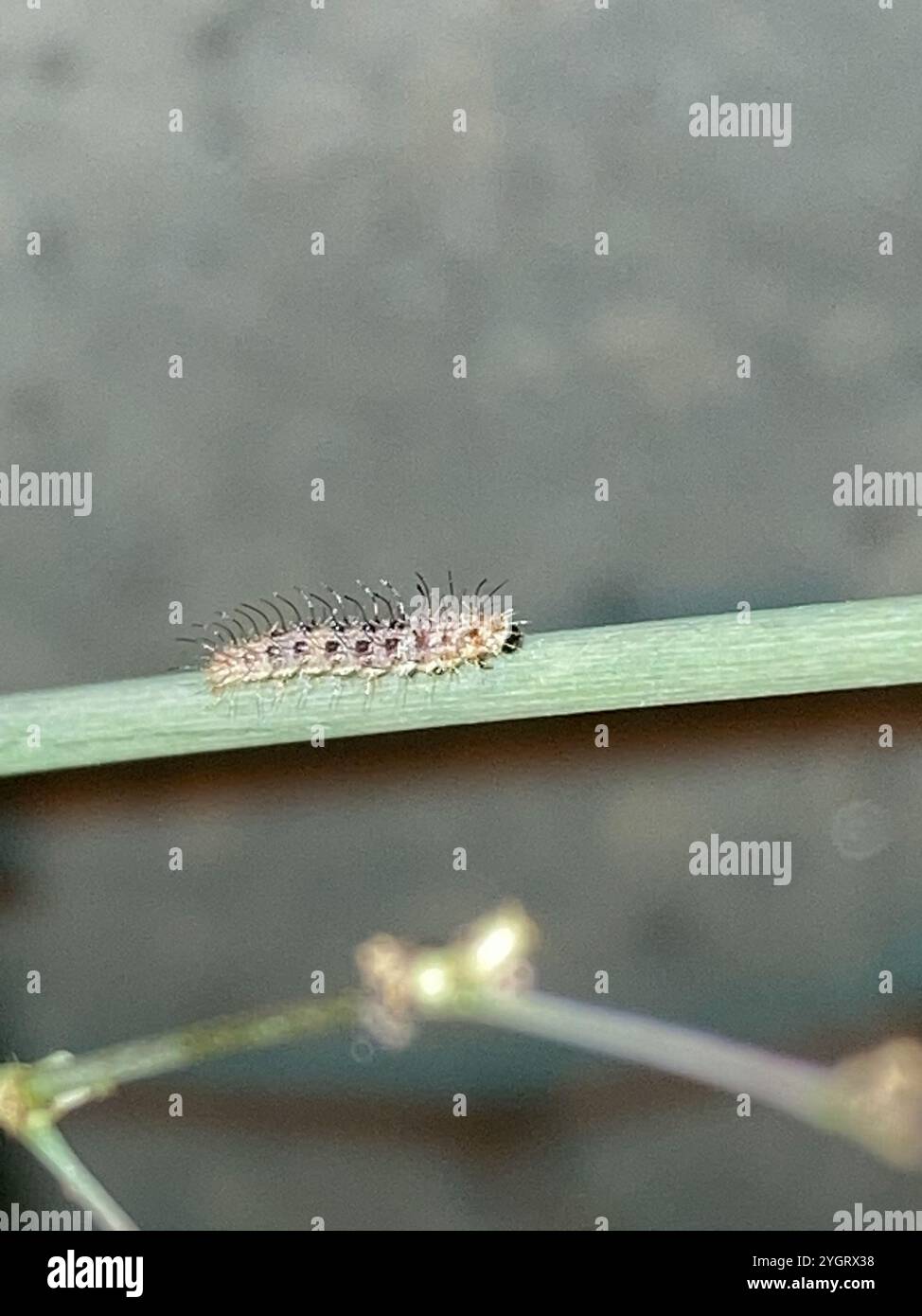 Spiderling Plume Moth (Megalorhipida leucodactylus Stock Photo - Alamy