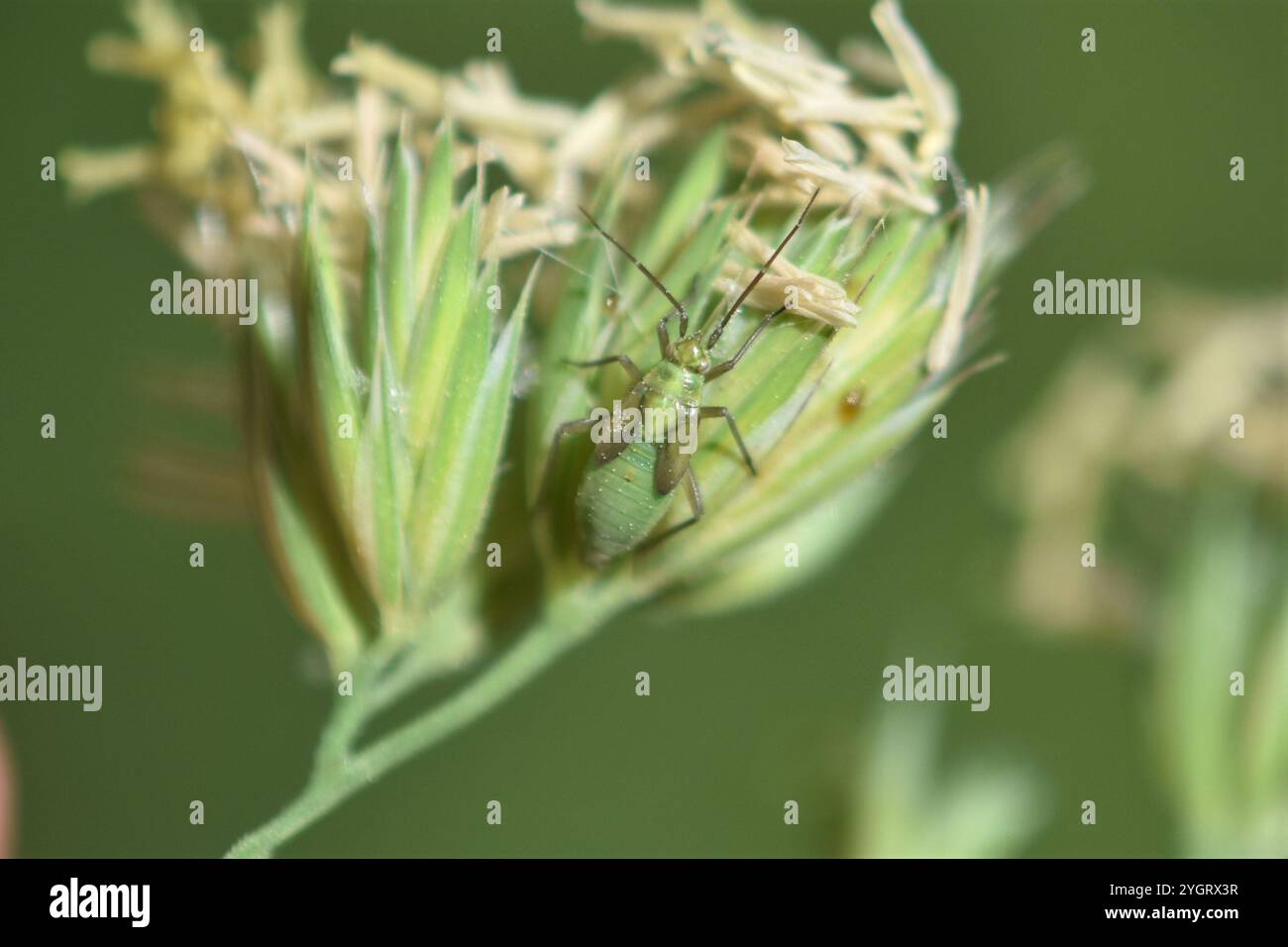 Two-spotted Grass Bug (Stenotus binotatus Stock Photo - Alamy