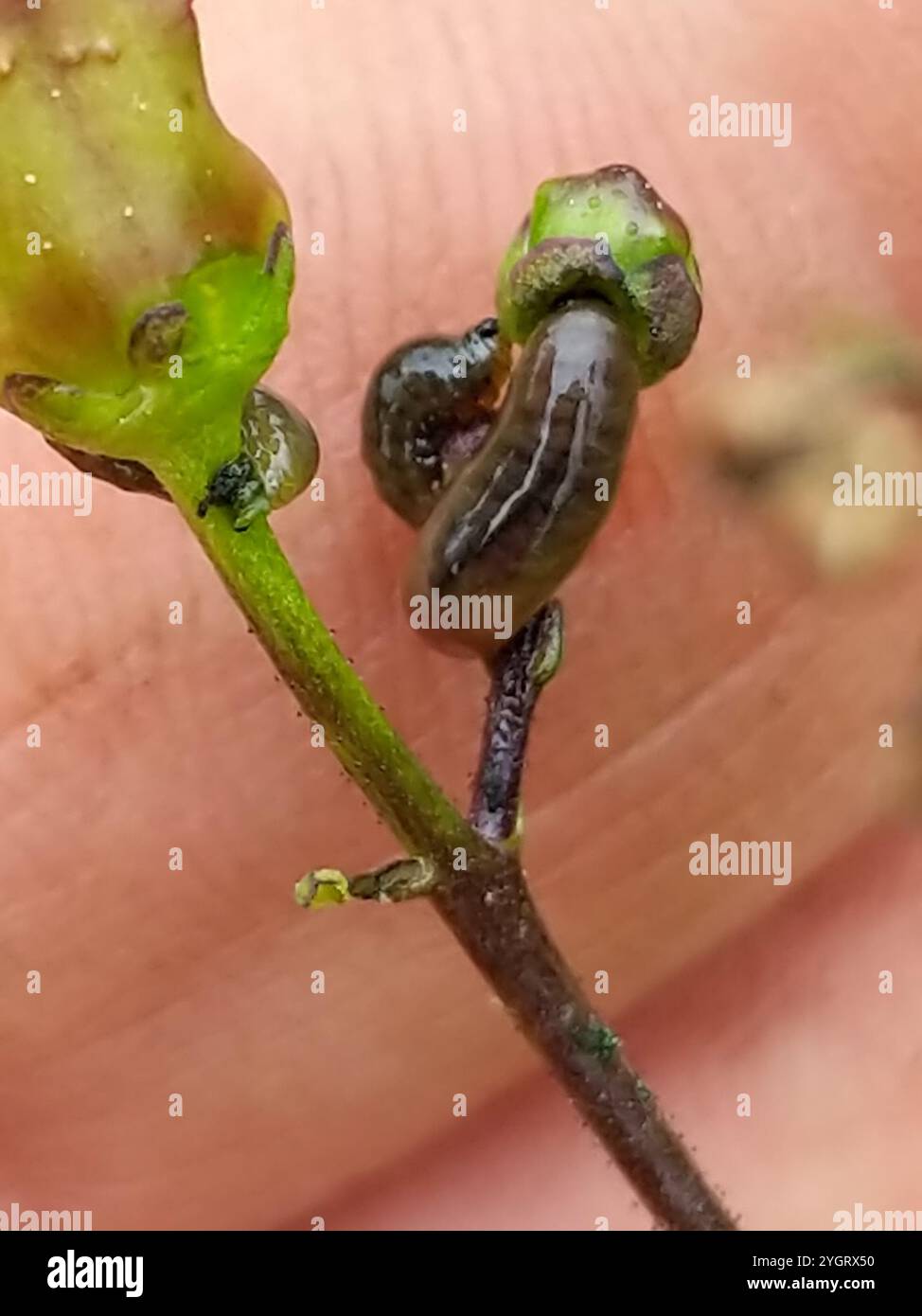 Cucujiform beetles hi-res stock photography and images - Alamy