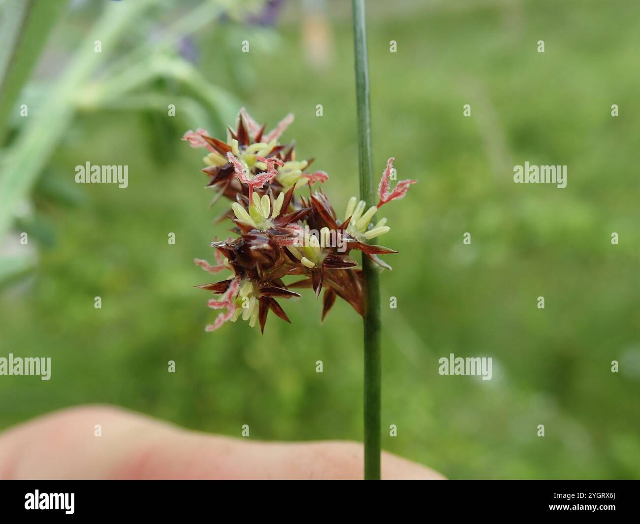 Arctic Rush (Juncus arcticus Stock Photo - Alamy