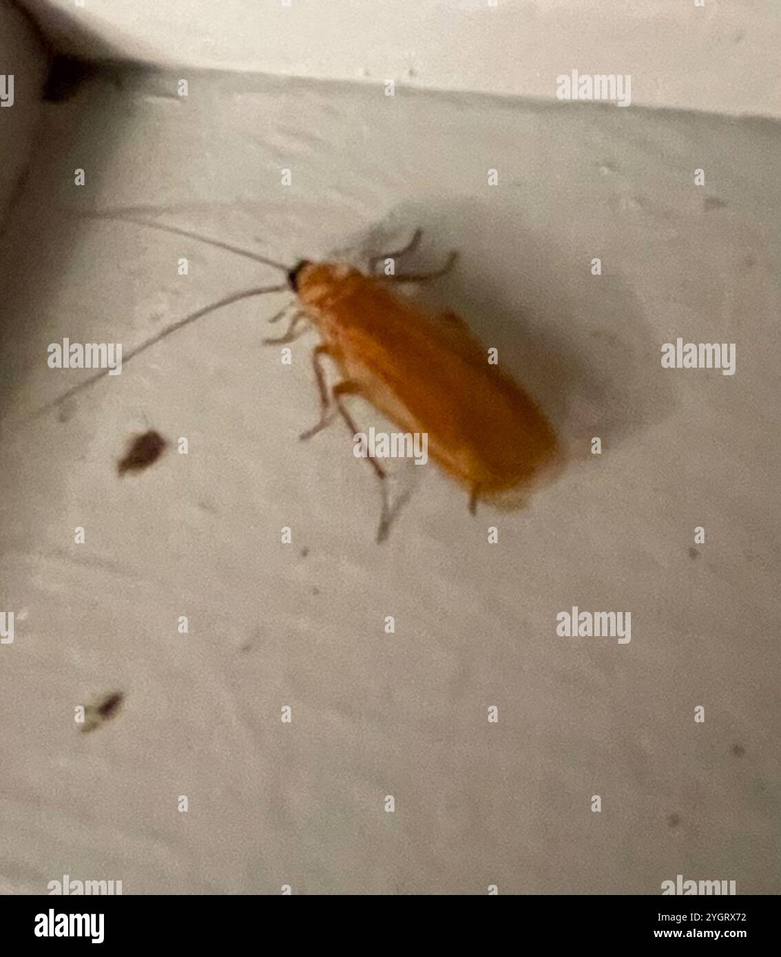 Cockroaches and Termites (Blattodea Stock Photo - Alamy