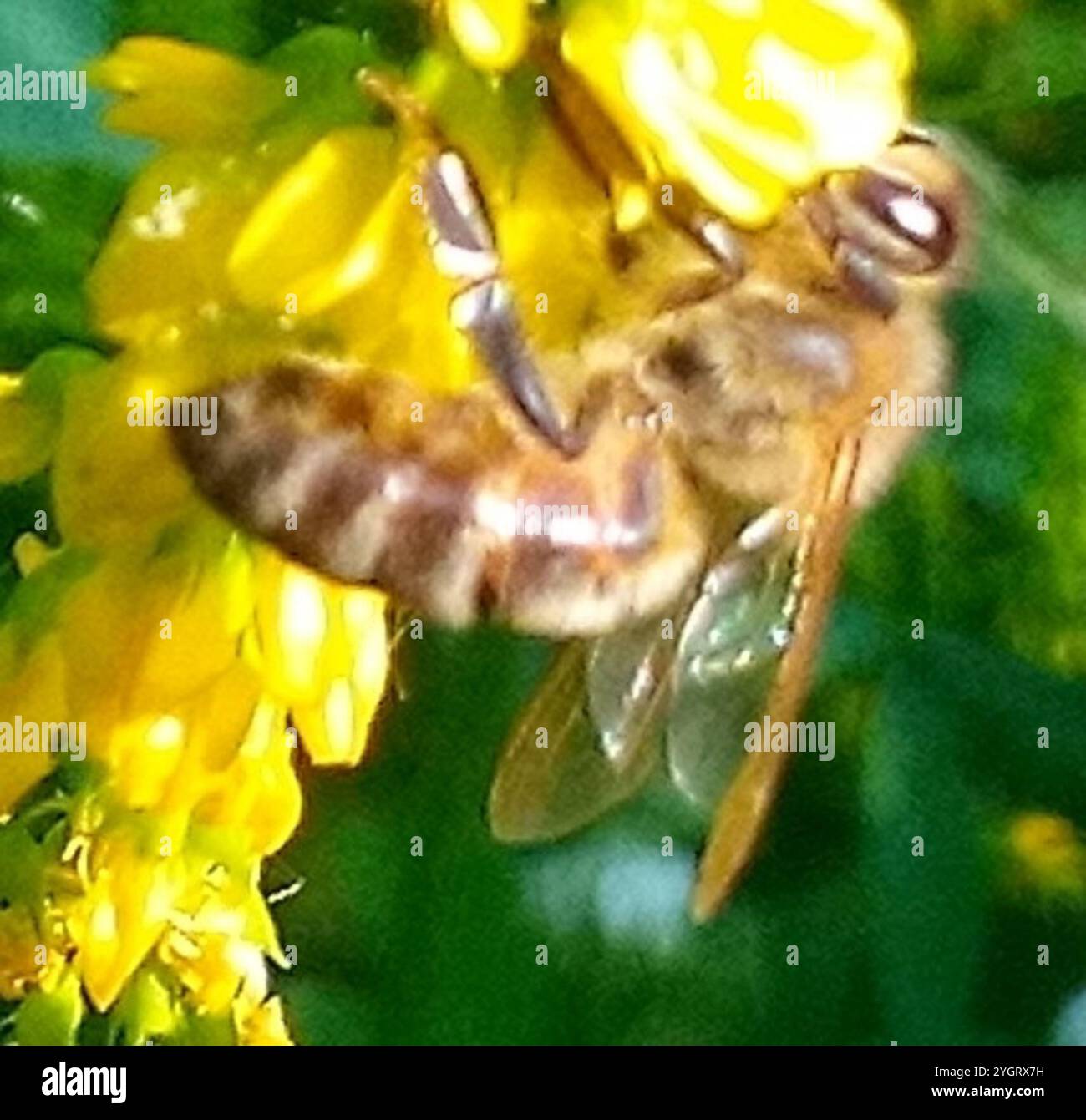 Western Honey Bee (Apis mellifera Stock Photo - Alamy