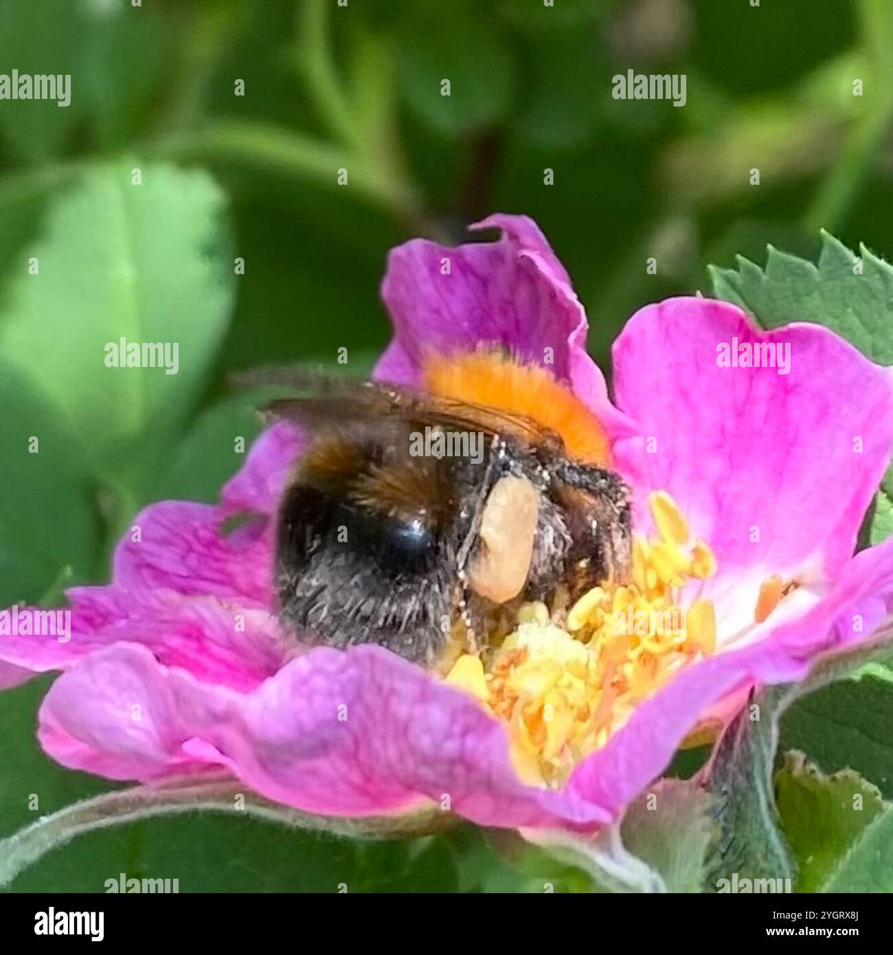 Tree Bumble Bee (Bombus hypnorum Stock Photo - Alamy