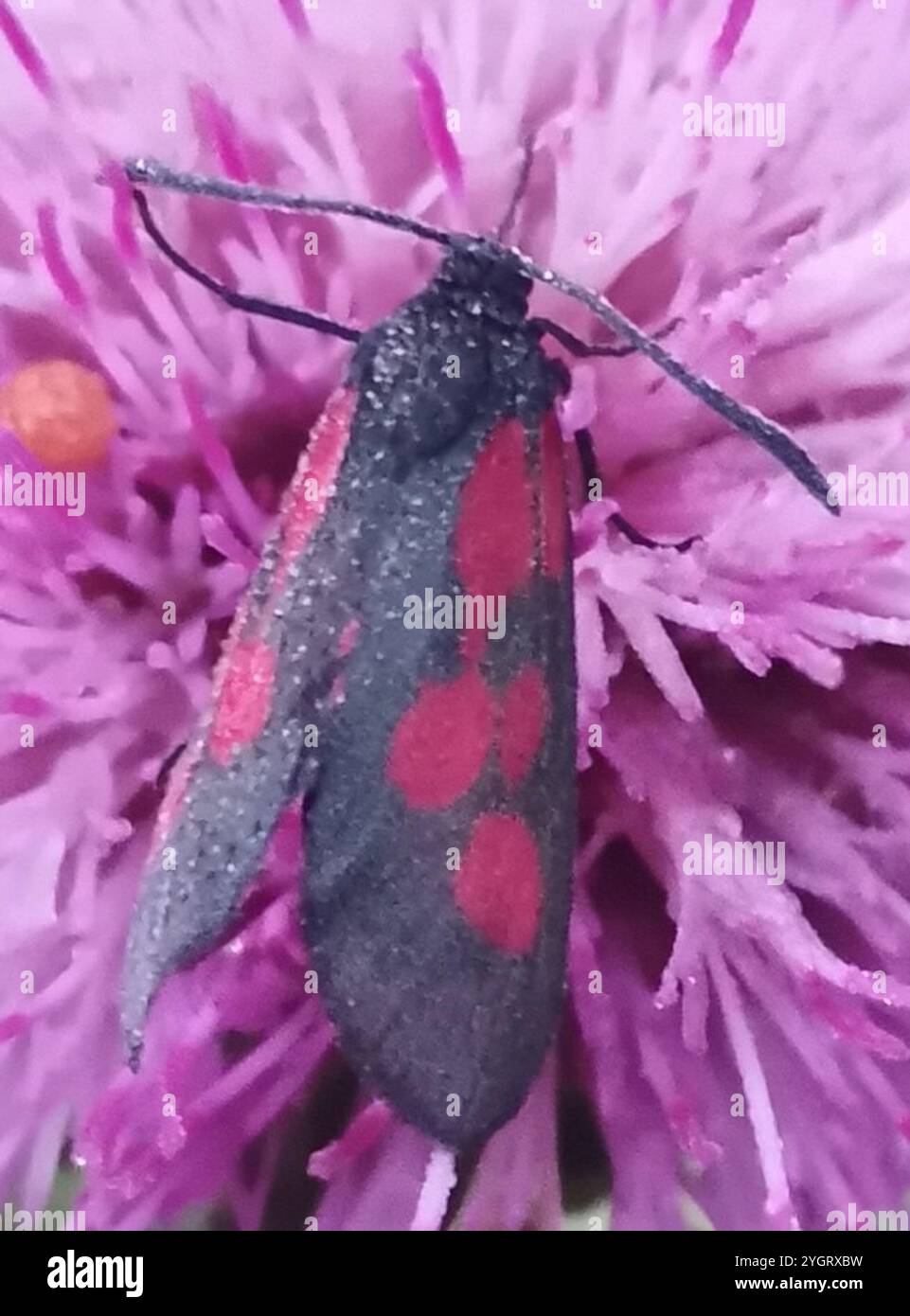 New Forest Burnet (Zygaena viciae Stock Photo - Alamy