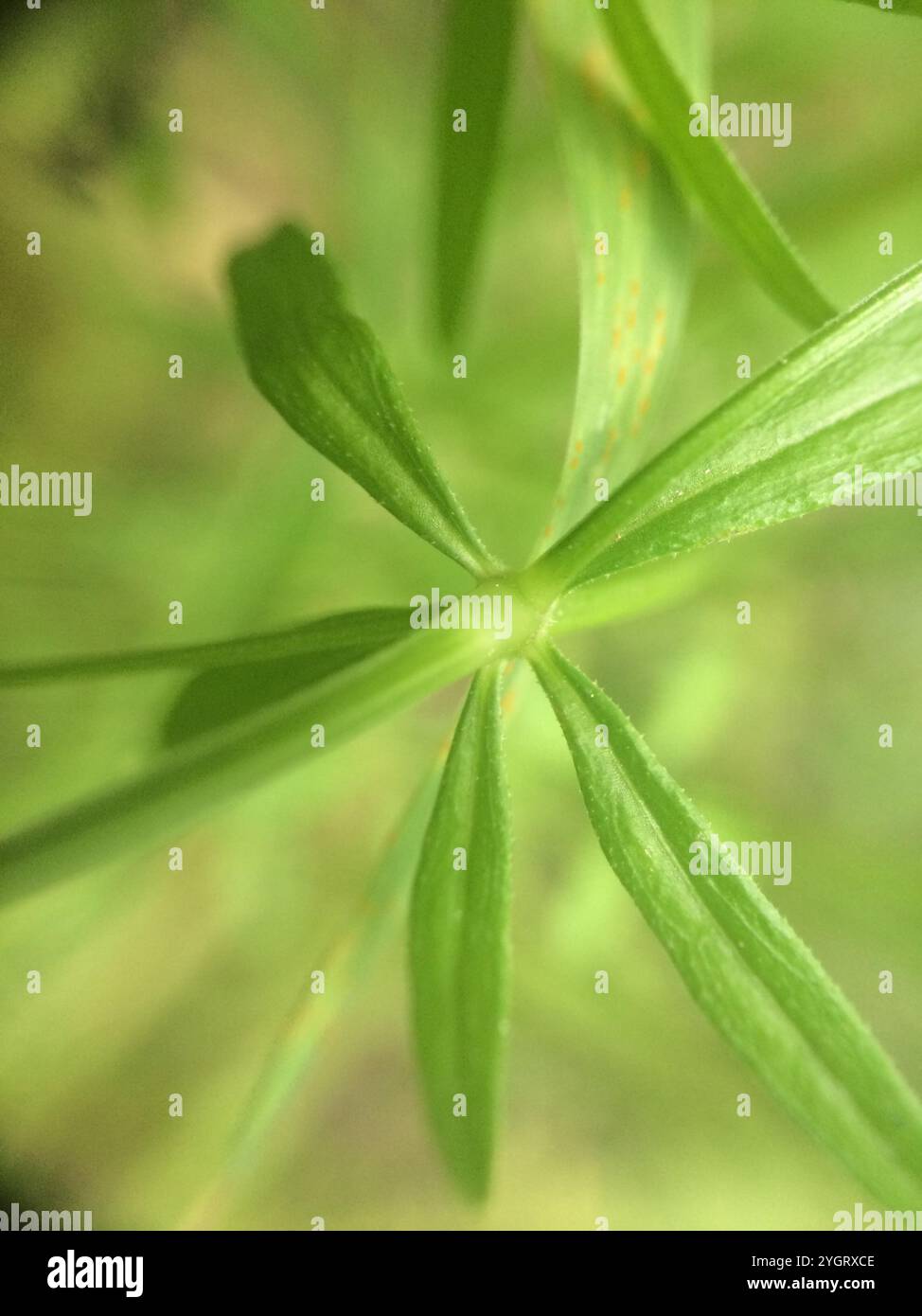 Common Marsh-bedstraw (Galium palustre Stock Photo - Alamy