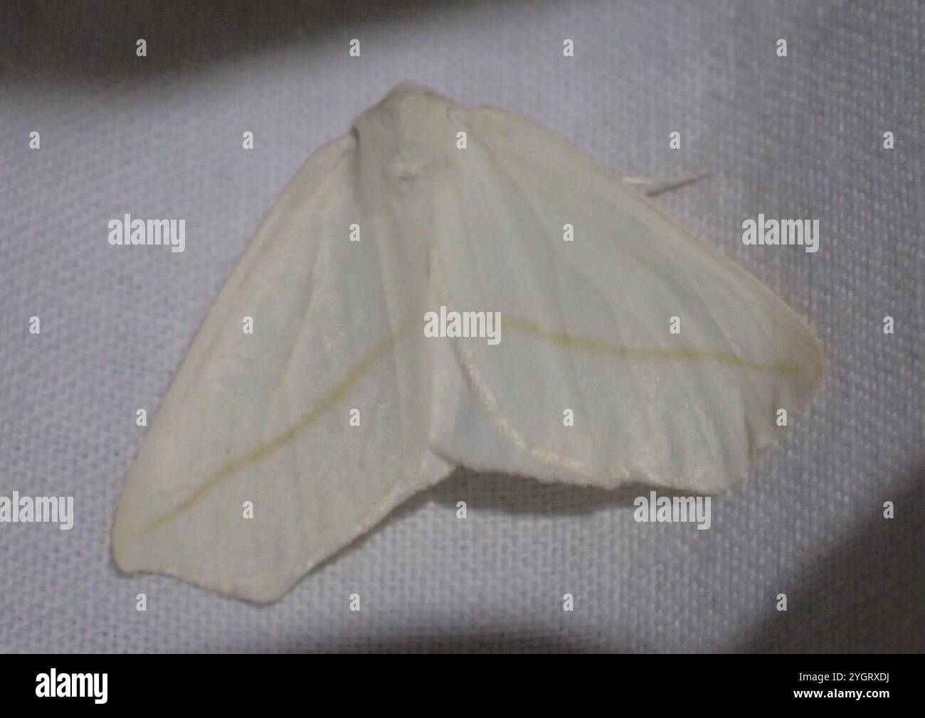 White Slant-line (Tetracis cachexiata Stock Photo - Alamy
