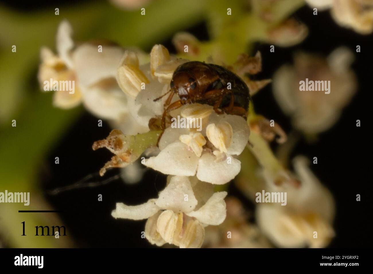 Bronze Leaf Beetle (Diachus auratus Stock Photo - Alamy