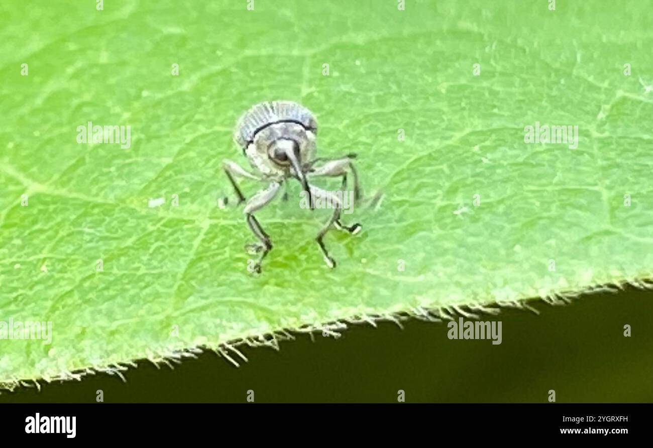 True Weevils (Curculionidae Stock Photo - Alamy