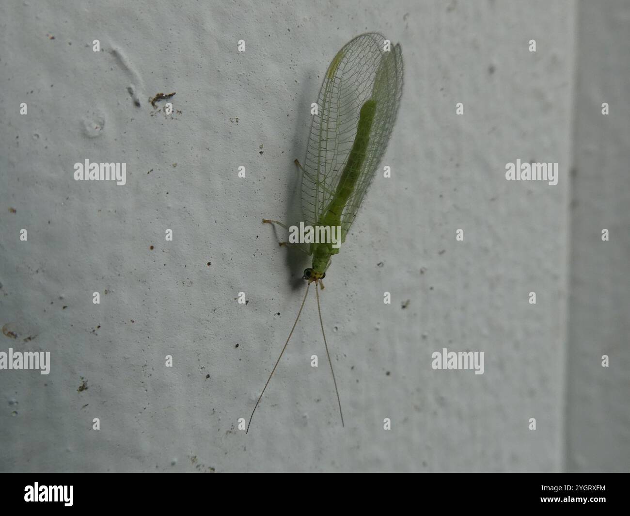 Golden-eyed lacewing (Chrysopa oculata Stock Photo - Alamy