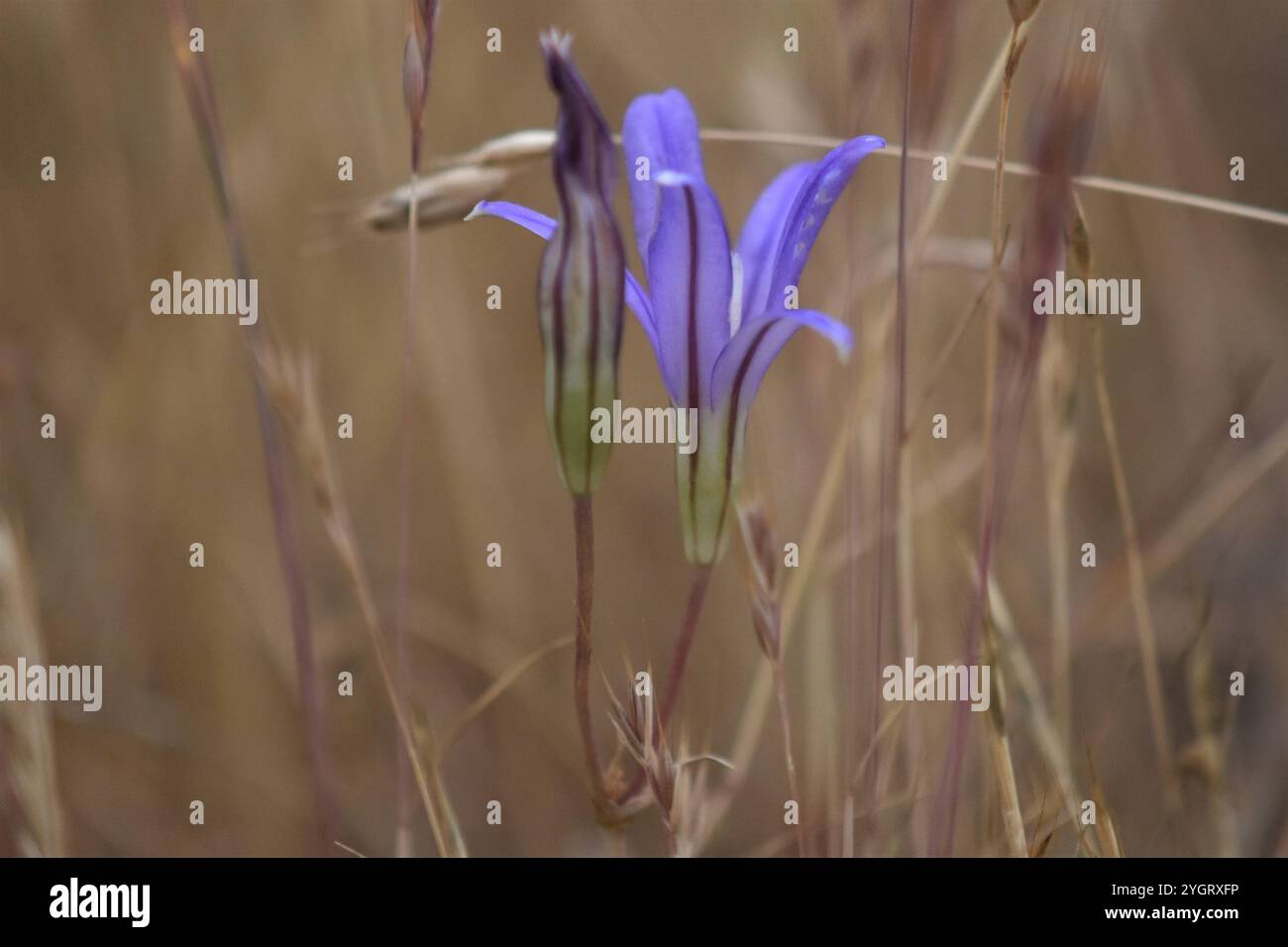 crown brodiaea (Brodiaea coronaria Stock Photo - Alamy