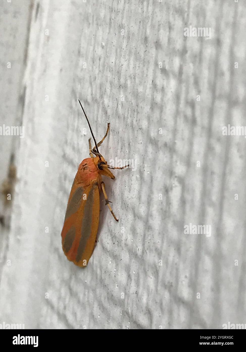 Painted Lichen Moth (Hypoprepia fucosa Stock Photo - Alamy