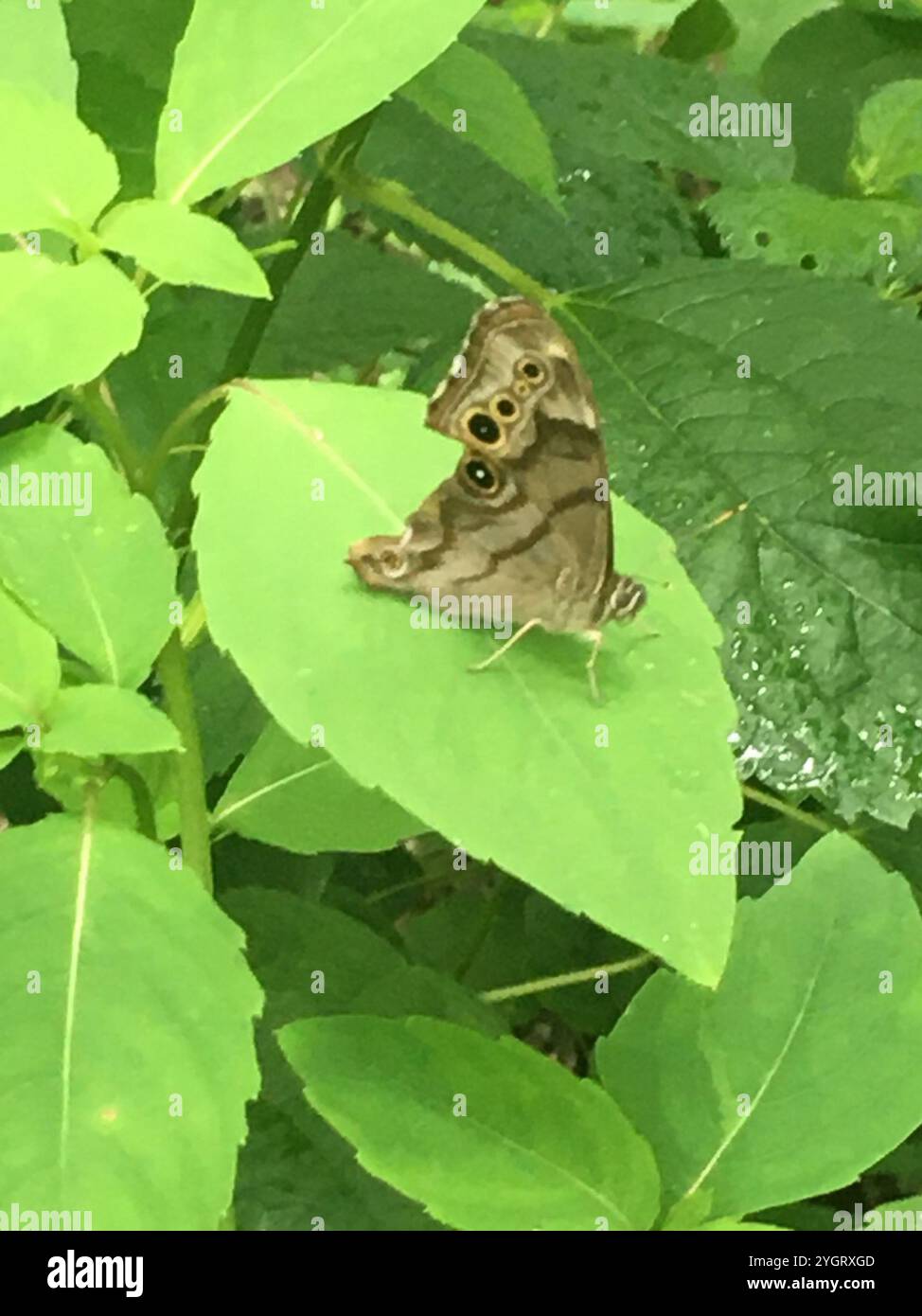 Northern Pearly-eye (Lethe anthedon Stock Photo - Alamy