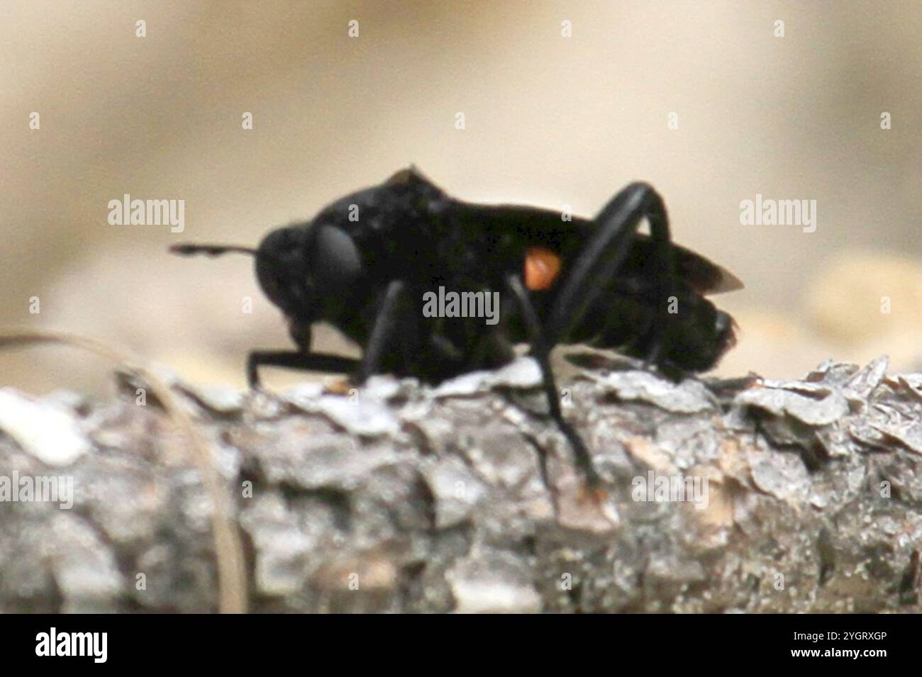 Clubbed mydas fly hi-res stock photography and images - Alamy