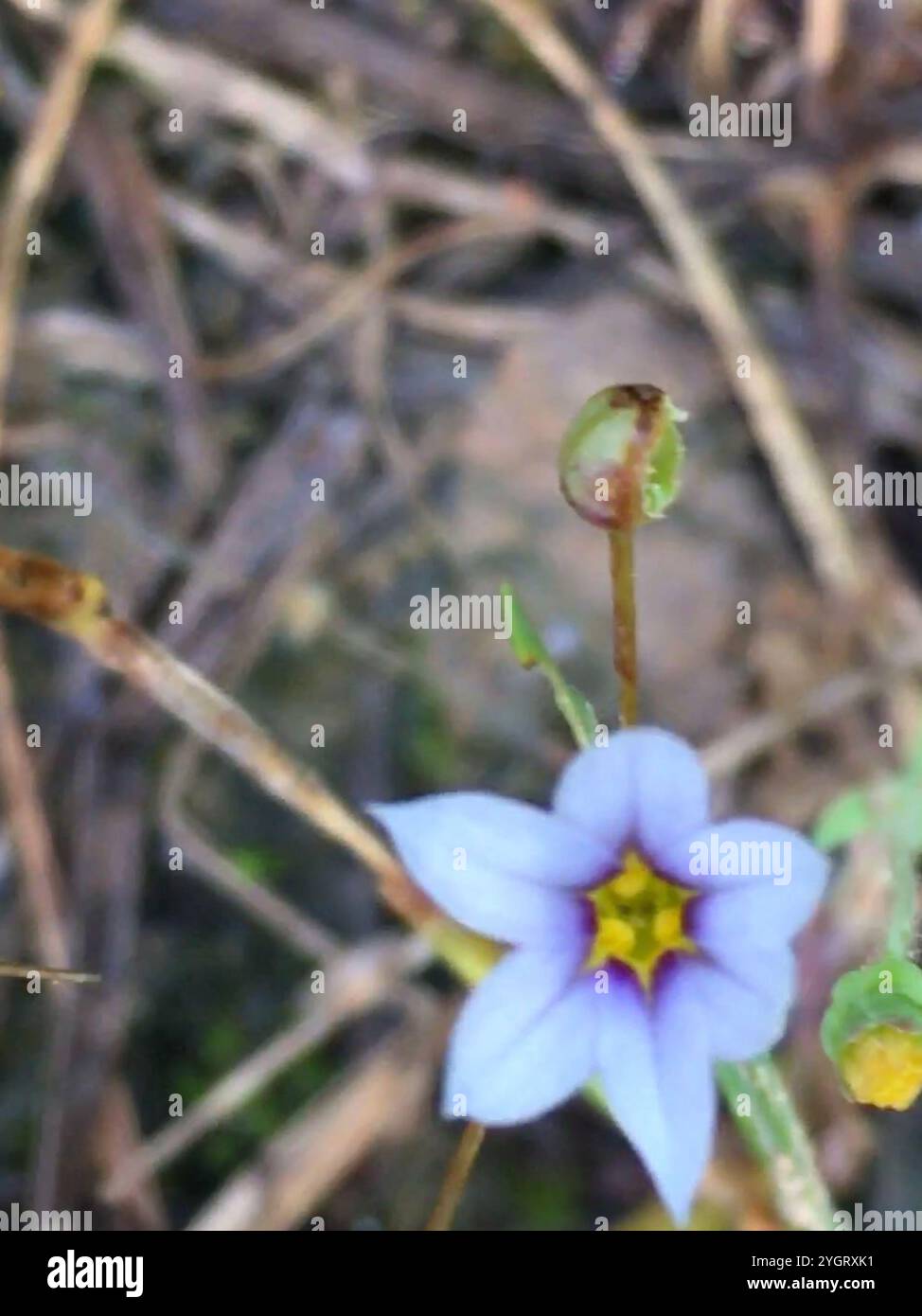 Blue Pigroot (Sisyrinchium micranthum Stock Photo - Alamy