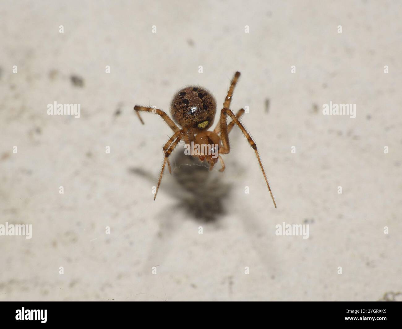 Typical Cobweb Spiders (Theridion Stock Photo - Alamy
