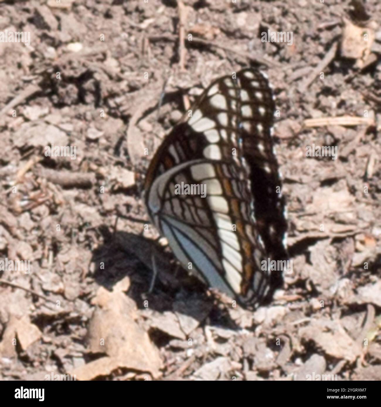 Weidemeyers admiral hi-res stock photography and images - Alamy