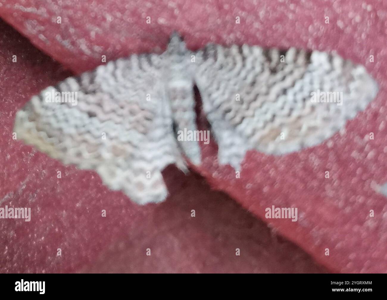 scallop shell moth (Hydria undulata Stock Photo - Alamy