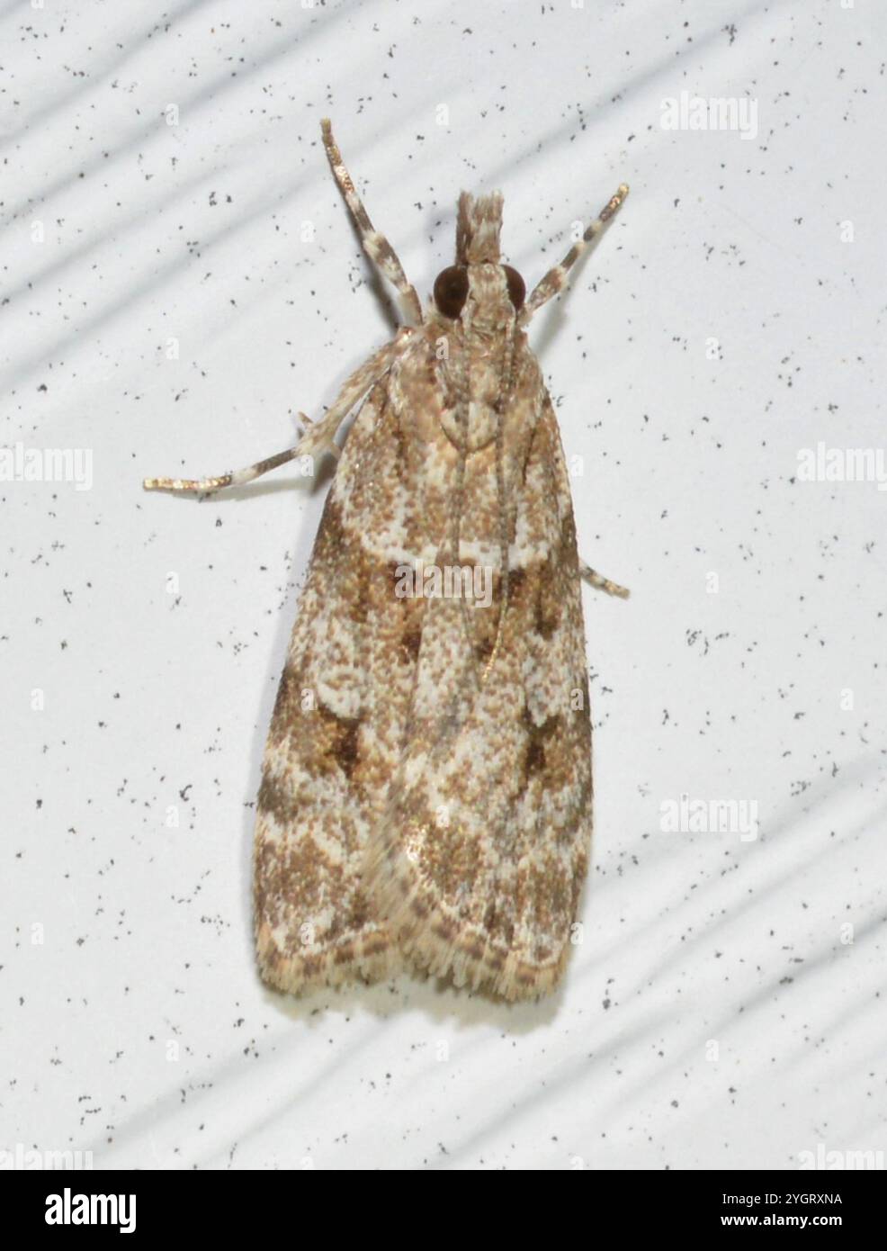 Double-striped Scoparia Moth (Scoparia biplagialis Stock Photo - Alamy