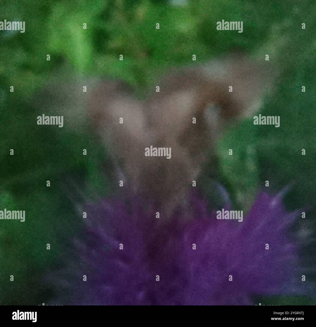 Plusiine Looper Moths (Plusiinae Stock Photo - Alamy