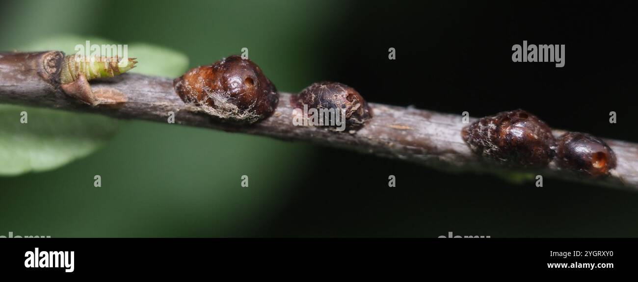 European Fruit Scale (Parthenolecanium corni Stock Photo - Alamy