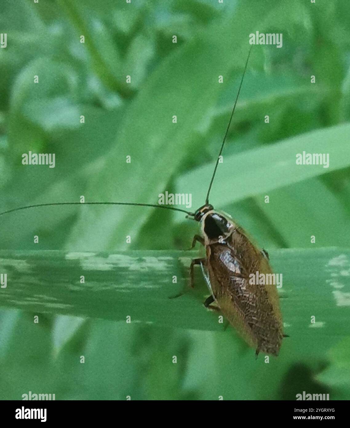 Forest Cockroach (Ectobius sylvestris Stock Photo - Alamy
