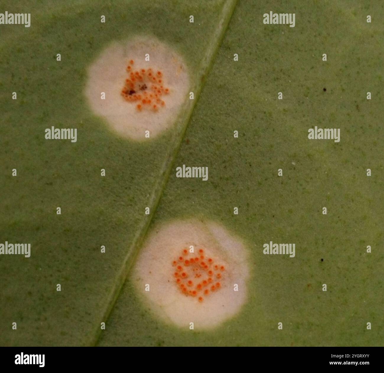 Crown Rust (Puccinia coronata Stock Photo - Alamy