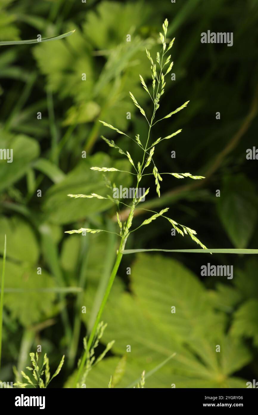 Wood Millet (Milium effusum Stock Photo - Alamy