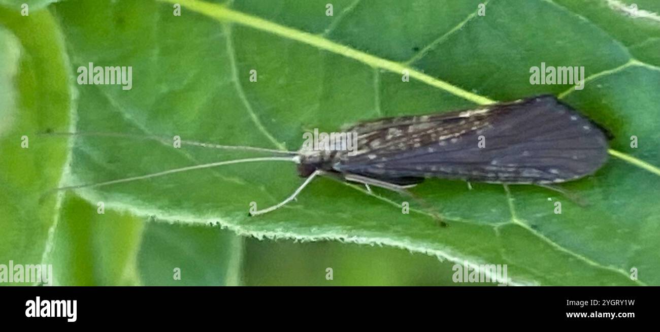 Hydropsyche hi-res stock photography and images - Alamy