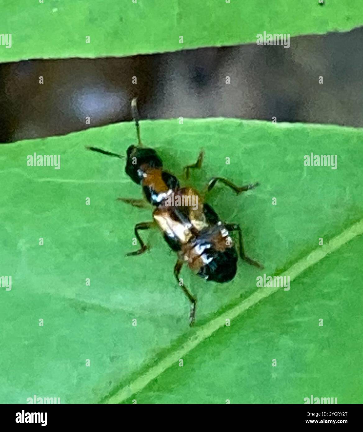 Rove Beetles (Staphylinidae Stock Photo - Alamy