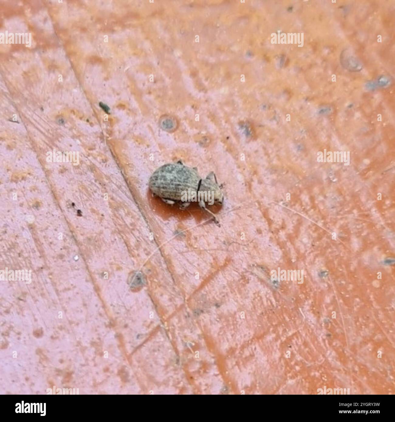 Strawberry Root Weevil (Sciaphilus asperatus Stock Photo - Alamy