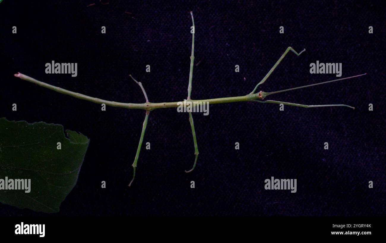 Stick Insects (Phasmida Stock Photo - Alamy