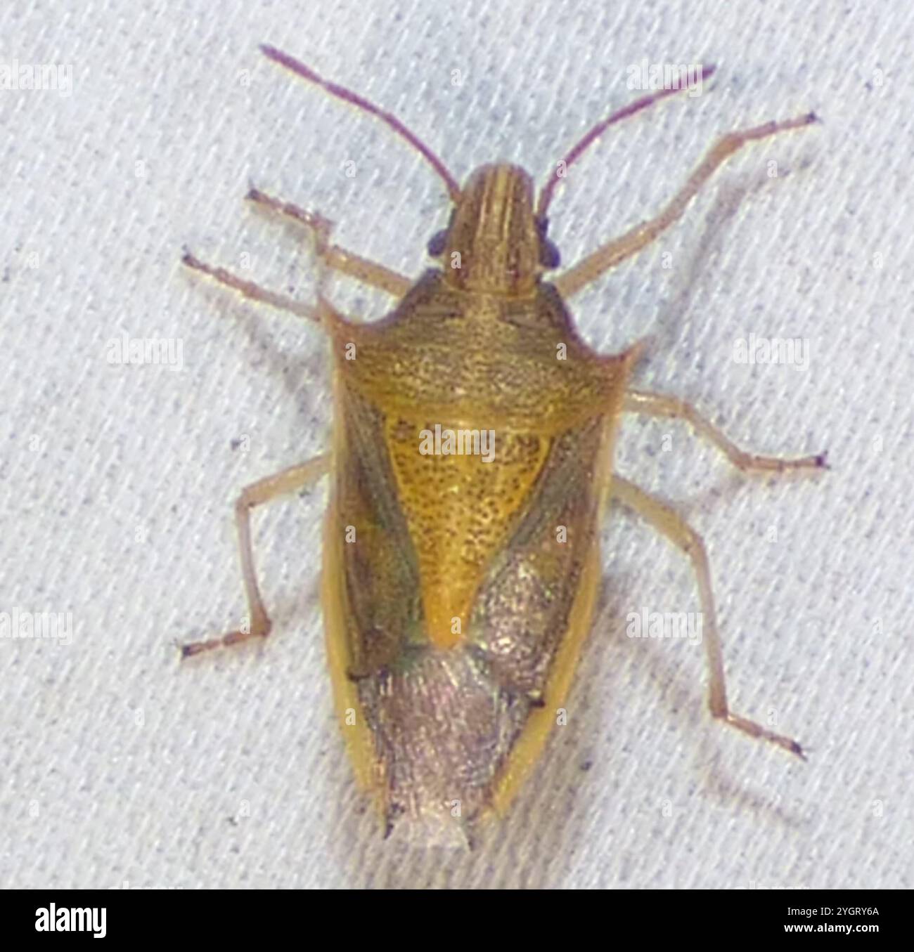 Rice Stink Bug (Oebalus pugnax Stock Photo - Alamy