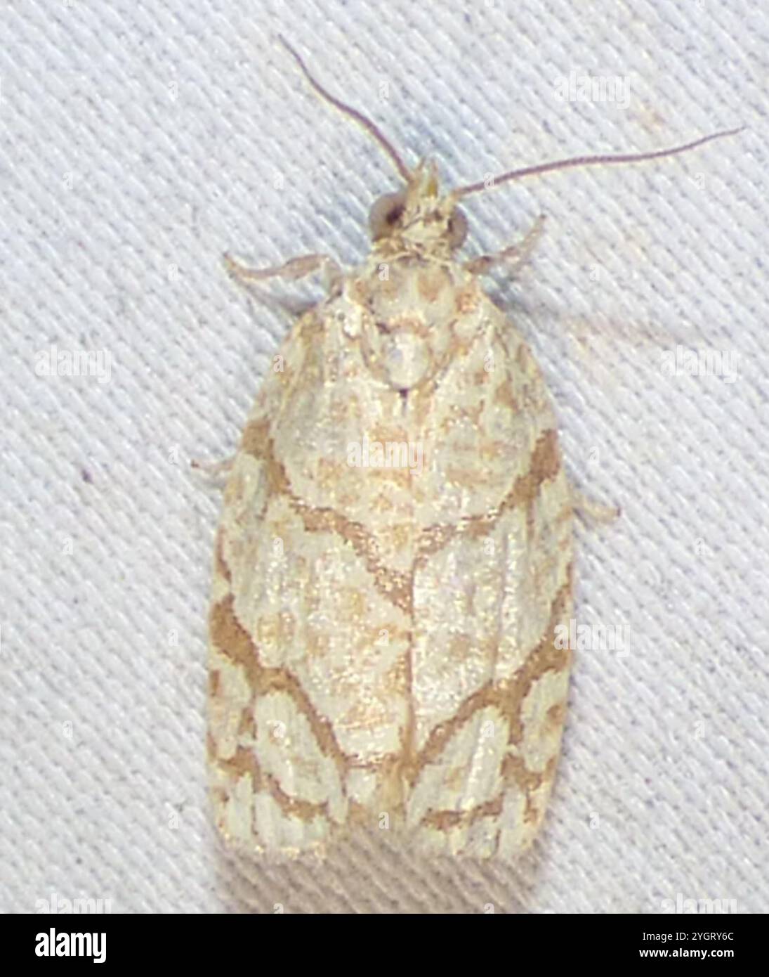Yellow-winged Oak Leafroller Moth (Argyrotaenia quercifoliana Stock ...