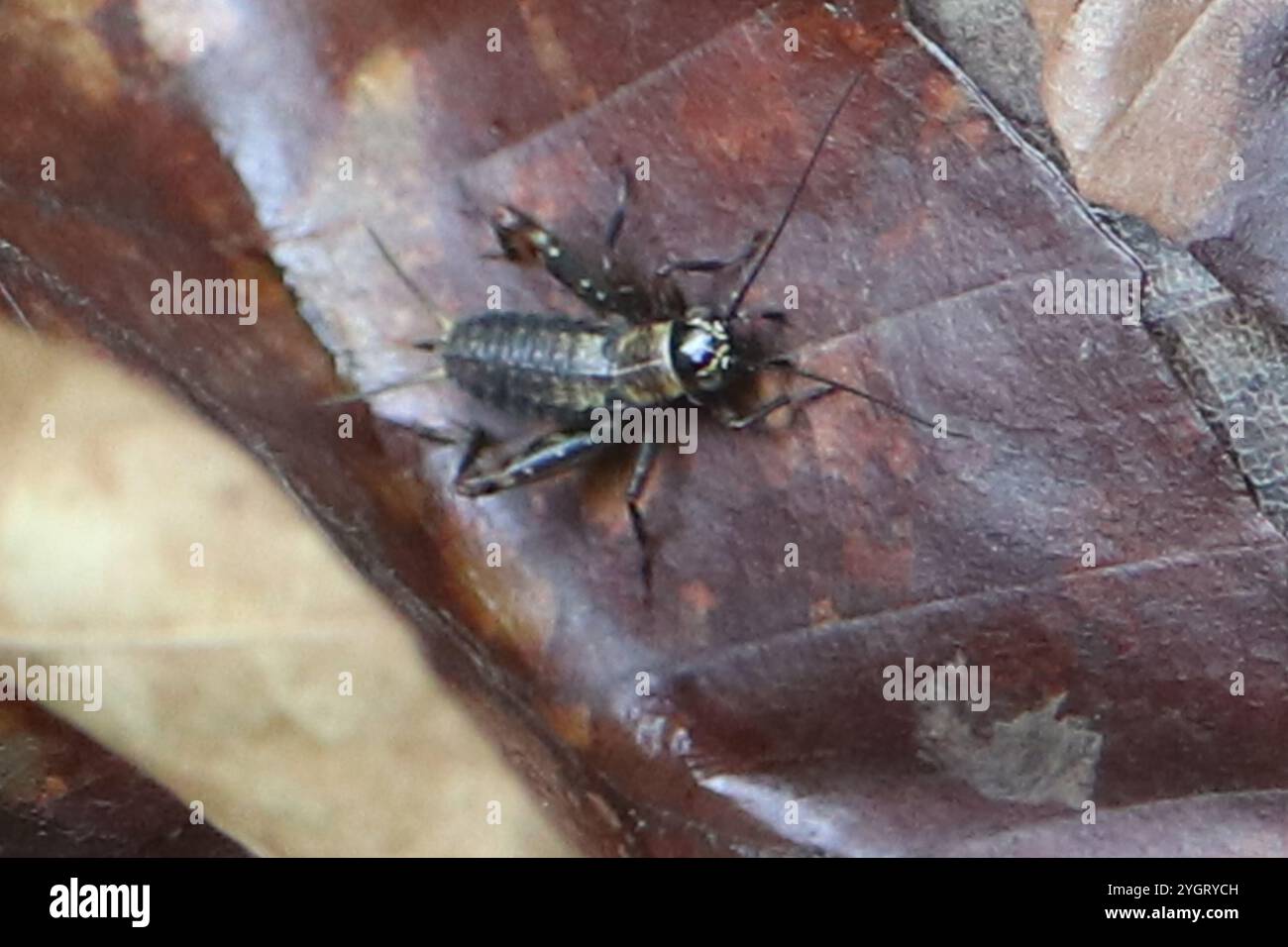 Wood Cricket (Nemobius sylvestris Stock Photo - Alamy