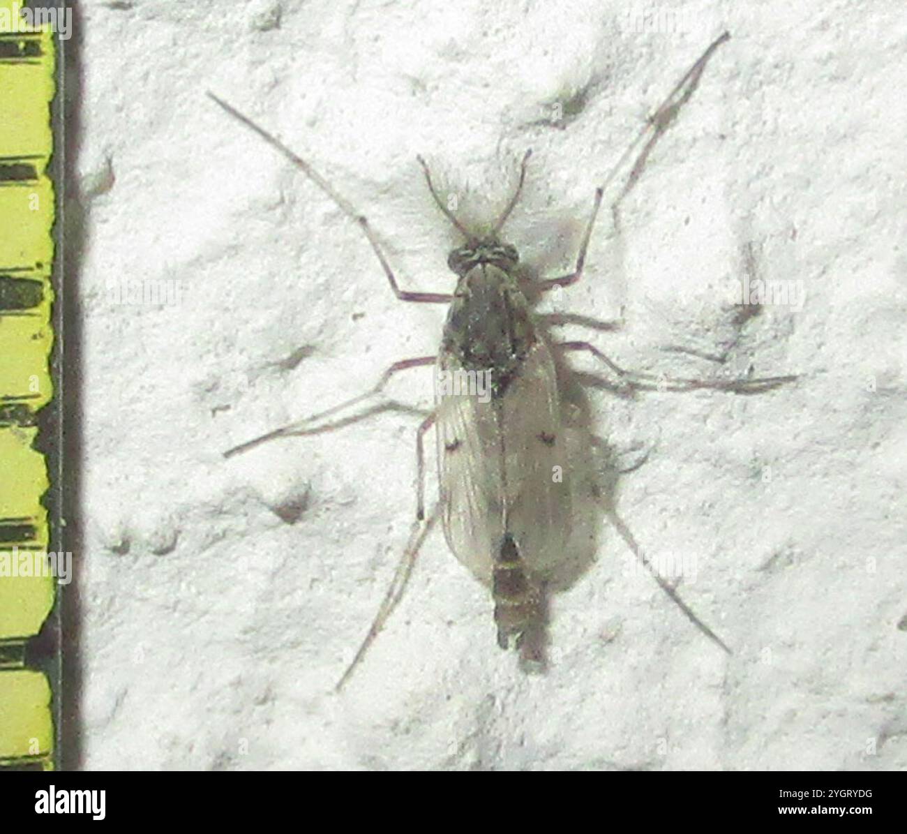 Non-biting Midges (Chironomidae Stock Photo - Alamy