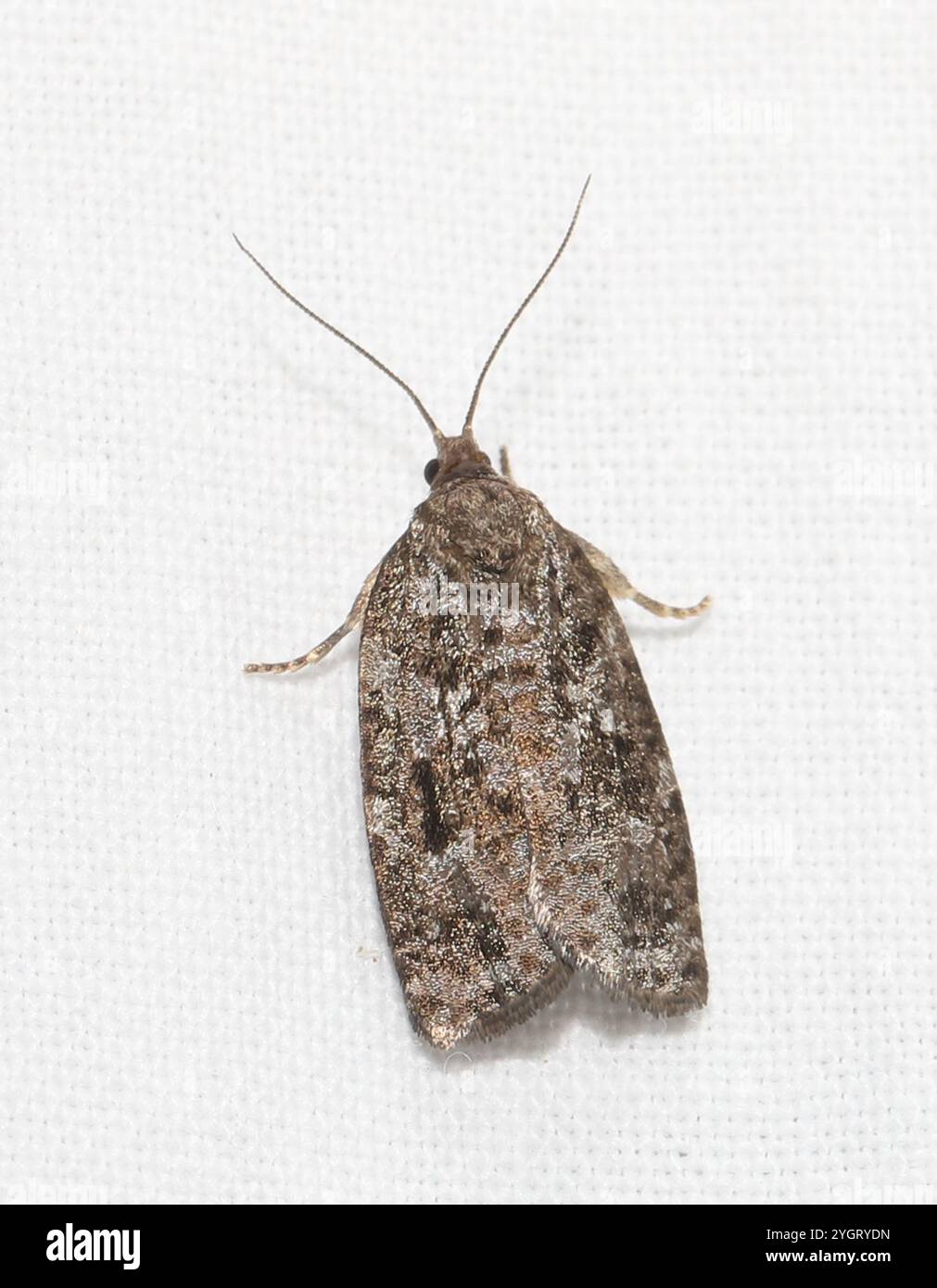 Spruce Budworm Moth (Choristoneura fumiferana Stock Photo - Alamy