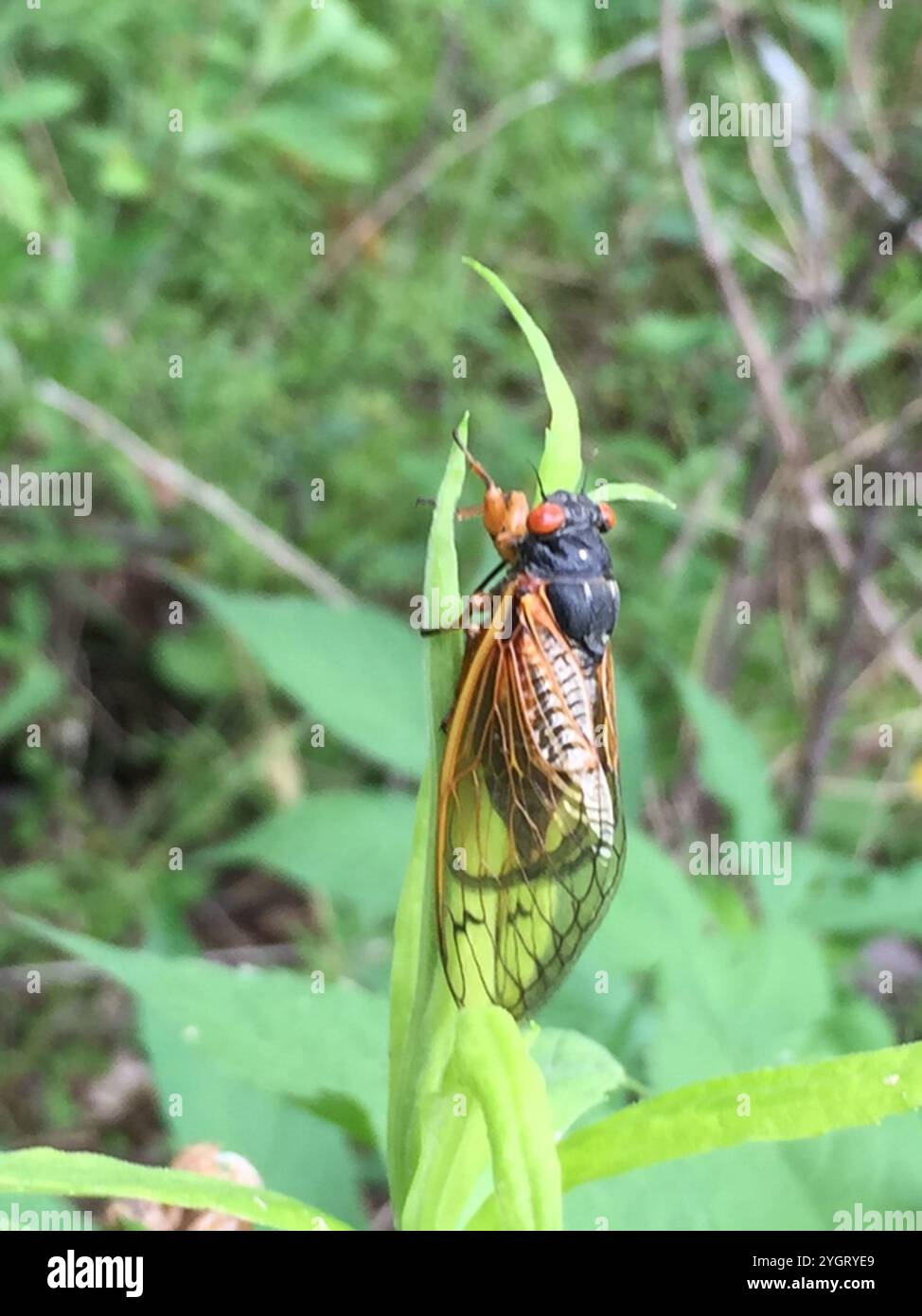 Periodical Cicadas (Magicicada Stock Photo - Alamy