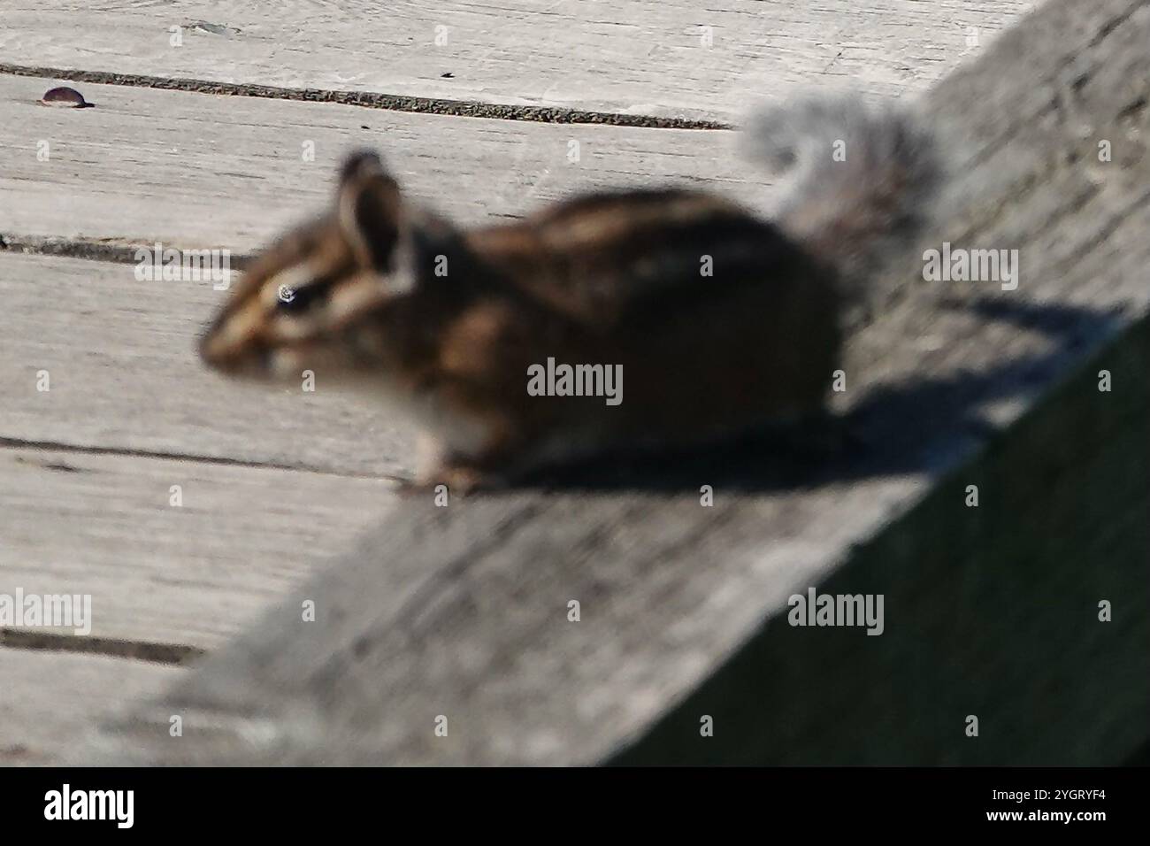 Townsend's Chipmunk (Neotamias townsendii Stock Photo - Alamy
