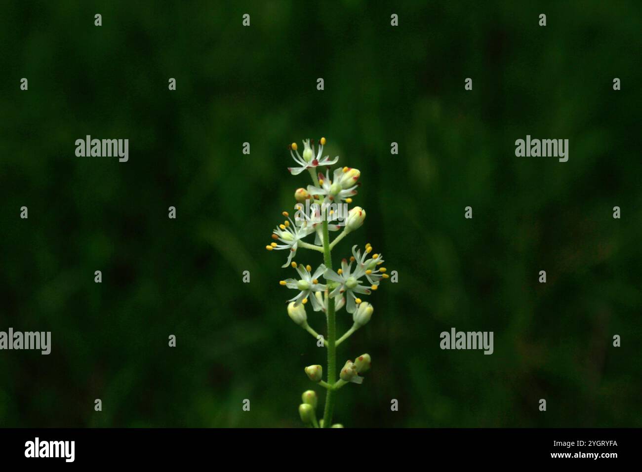 coastal false asphodel (Triantha racemosa Stock Photo - Alamy