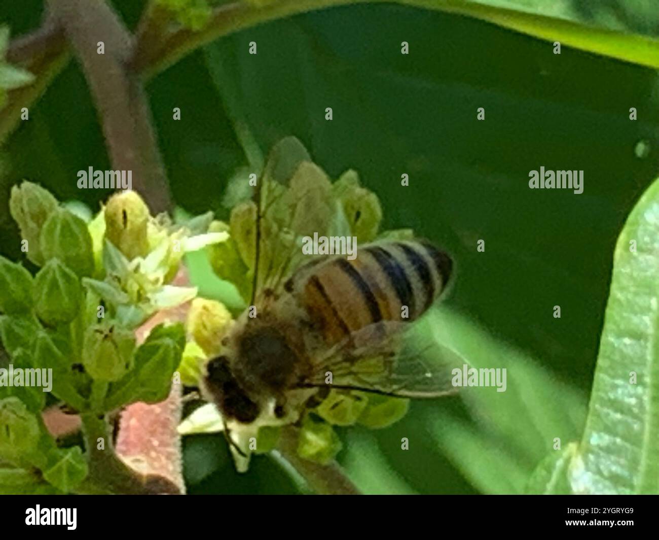 Western Honey Bee (Apis mellifera Stock Photo - Alamy