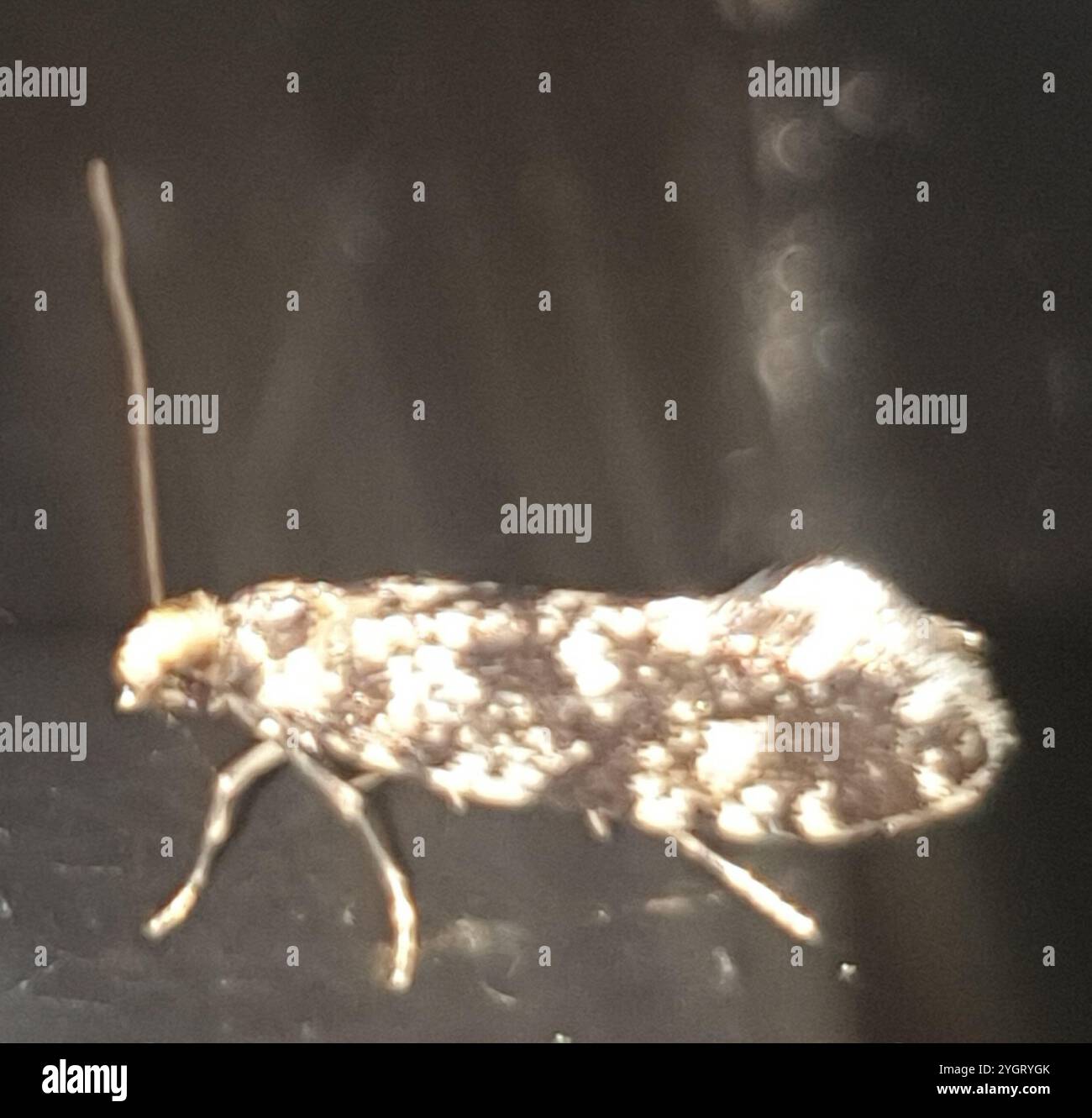 Cork Moth (Nemapogon cloacella Stock Photo - Alamy