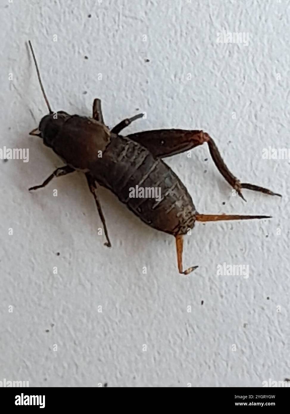 Scale cricket hi-res stock photography and images - Alamy