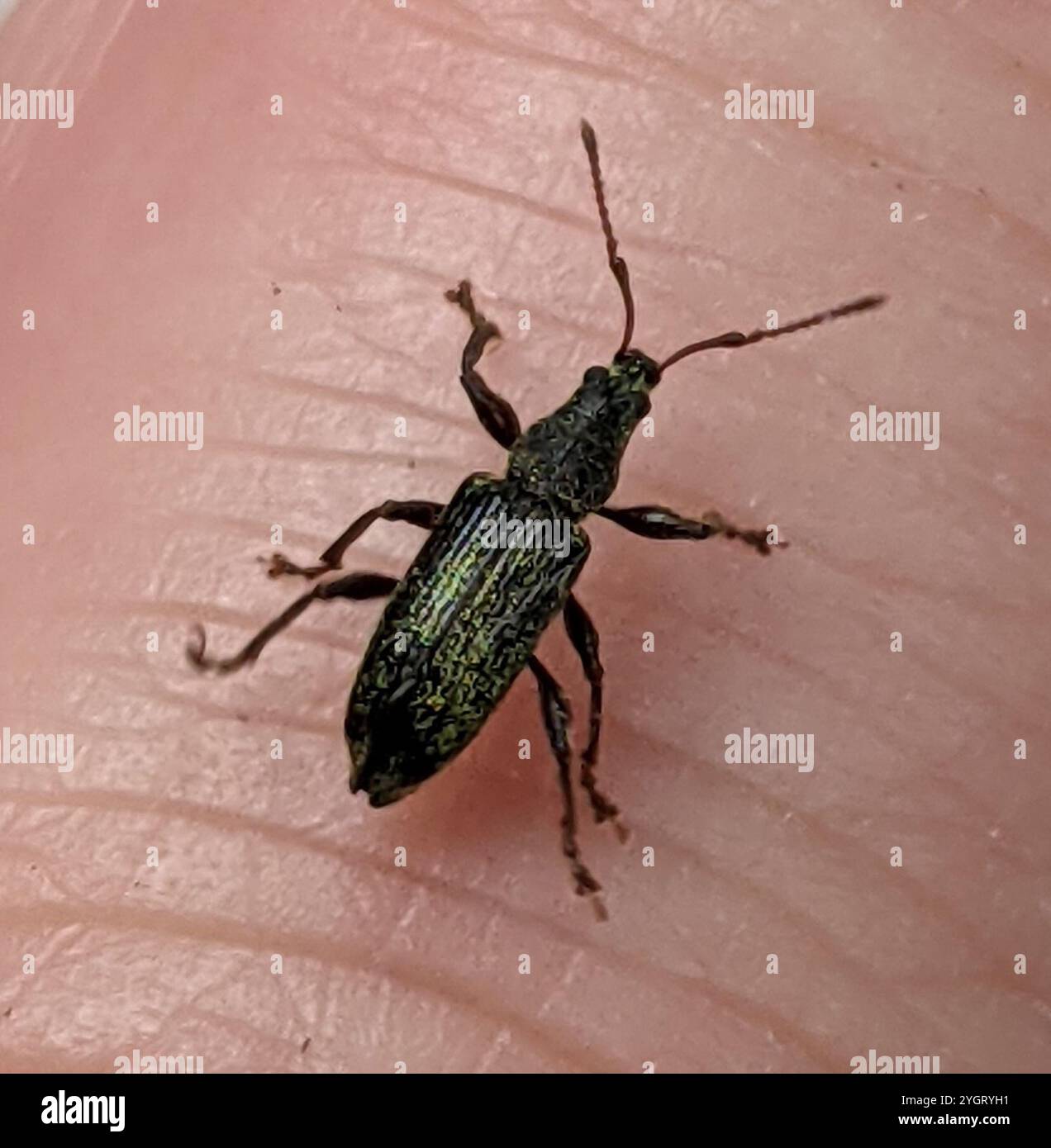 Arborvitae Weevil (Phyllobius intrusus Stock Photo - Alamy