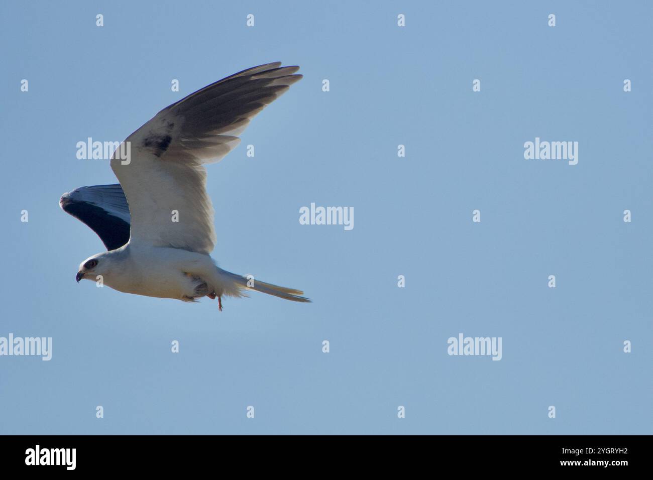 White-tailed Kite (Elanus leucurus Stock Photo - Alamy