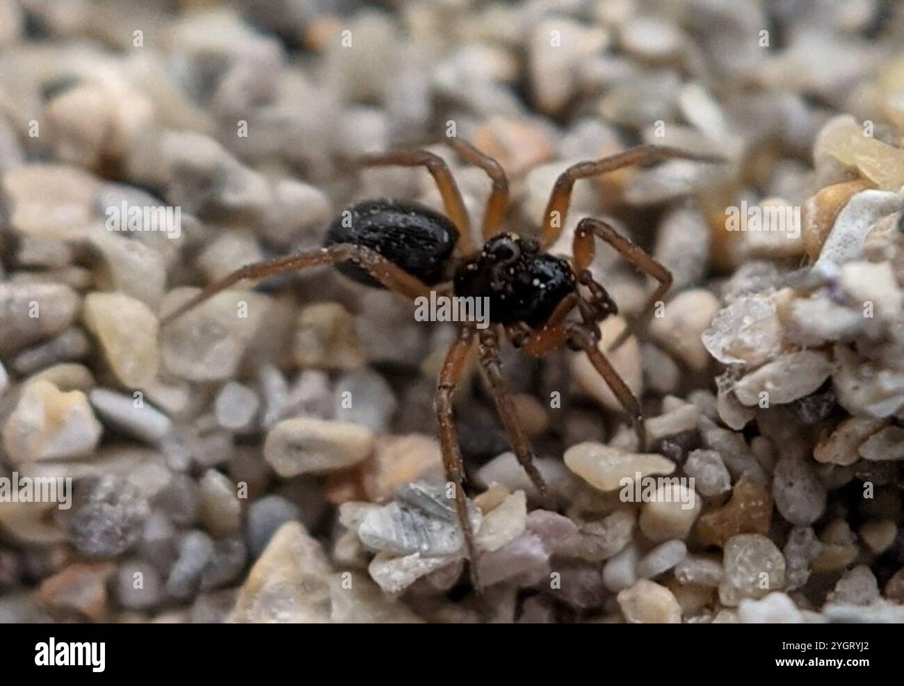 Oedothorax gibbosus hi-res stock photography and images - Alamy