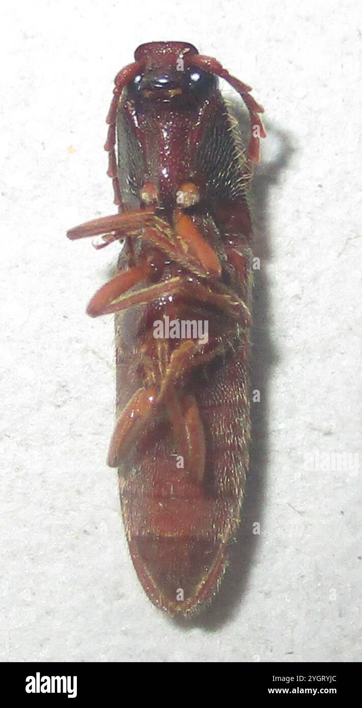 Click Beetles (Elateridae Stock Photo - Alamy